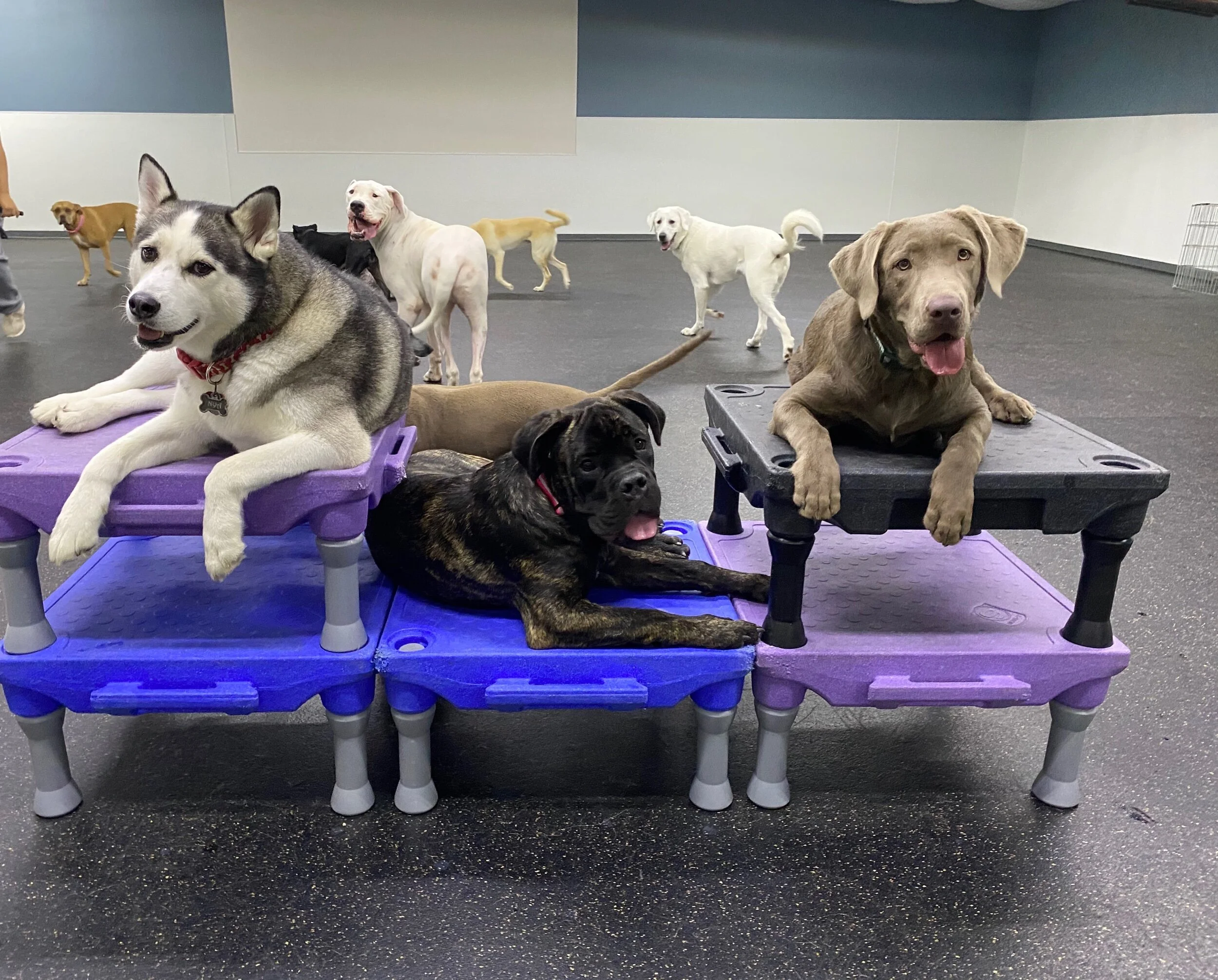 Boarding for Large Dogs: Best Care & Comfort Options